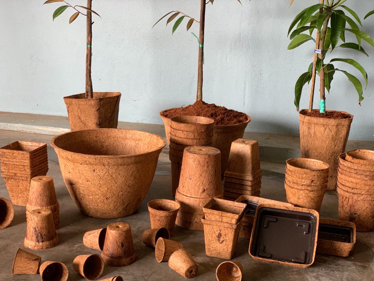 Planting Herbs With Pot Biodegradable And Compostable Pots