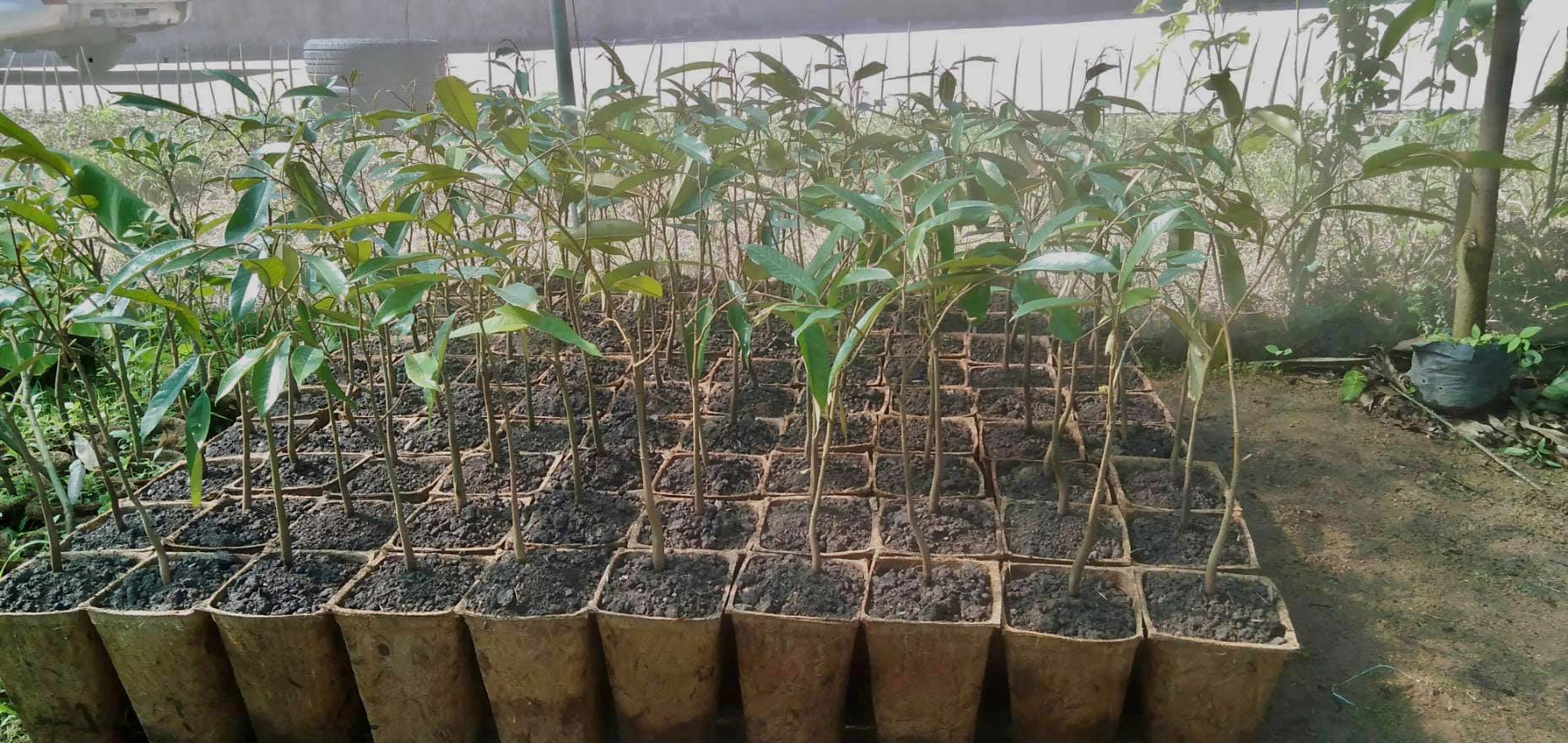 Rose Pot Bio – Biodegradable and Compostable Pots