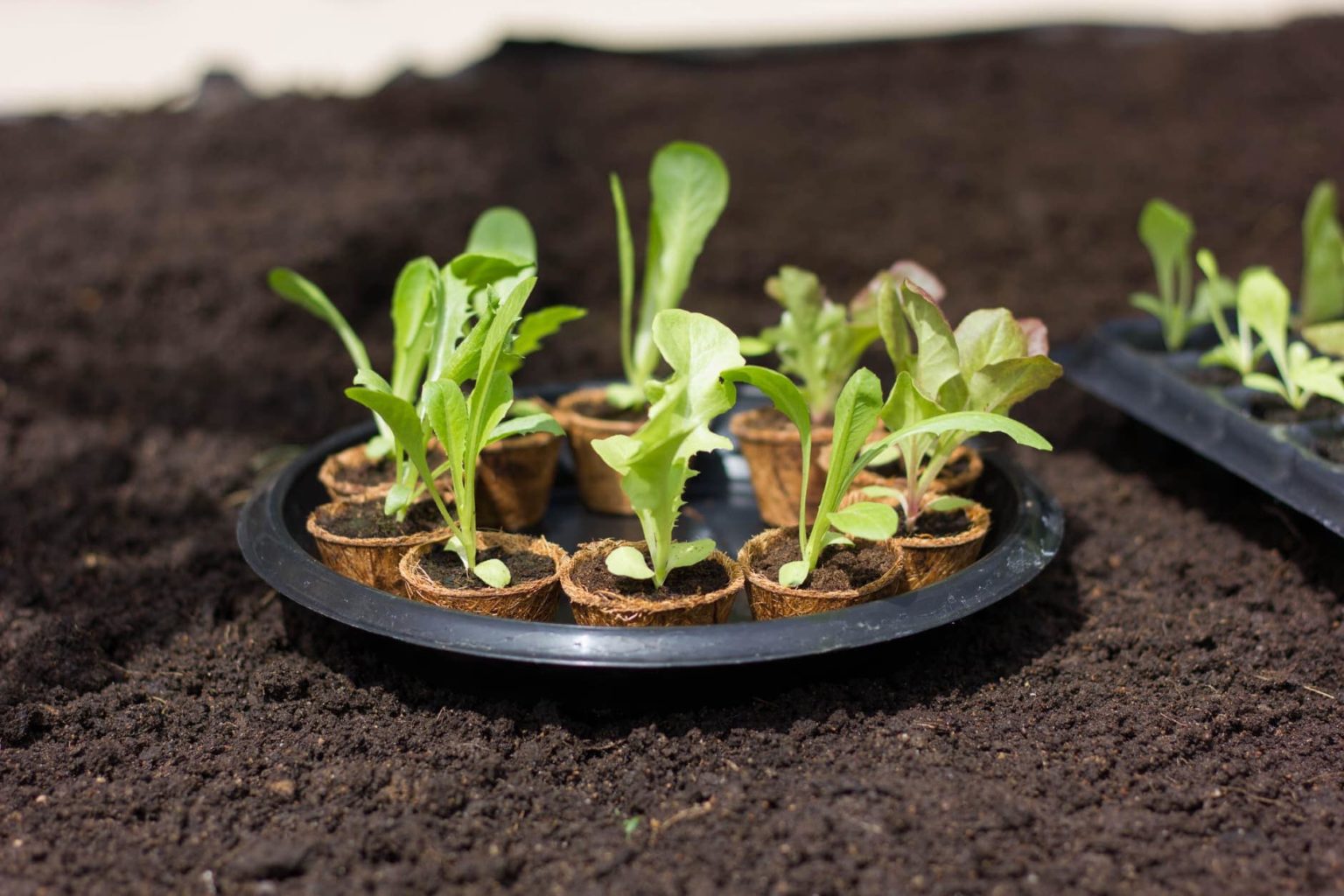 Hydroponic table tray – Biodegradable and Compostable Pots