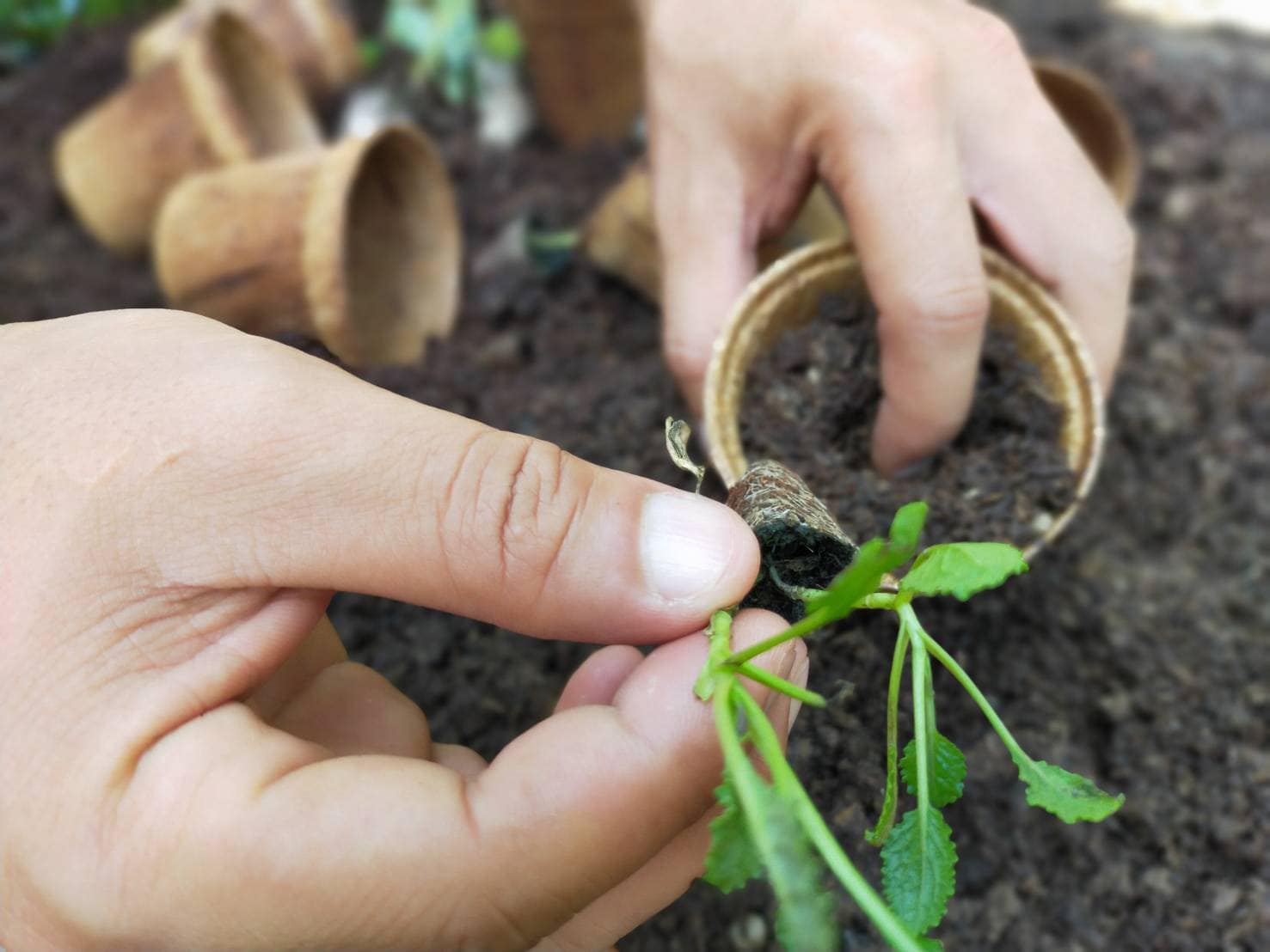 Biodegradable seed starter pots – Biodegradable and Compostable Pots