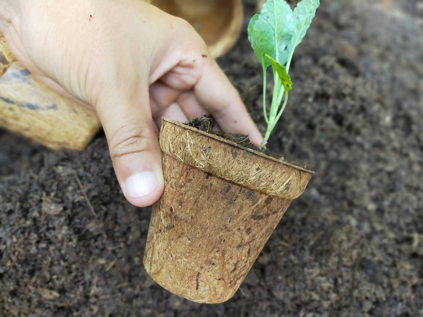 8cm biodegradable pots – Biodegradable and Compostable Pots