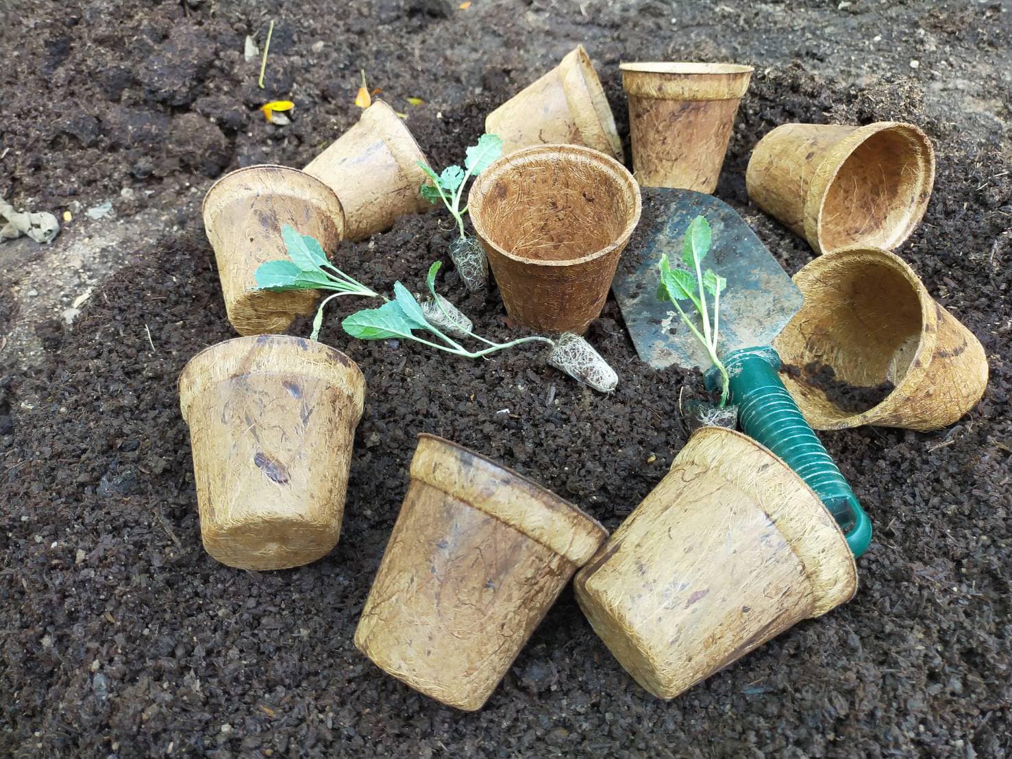 Spring plant pots – Biodegradable and Compostable Pots