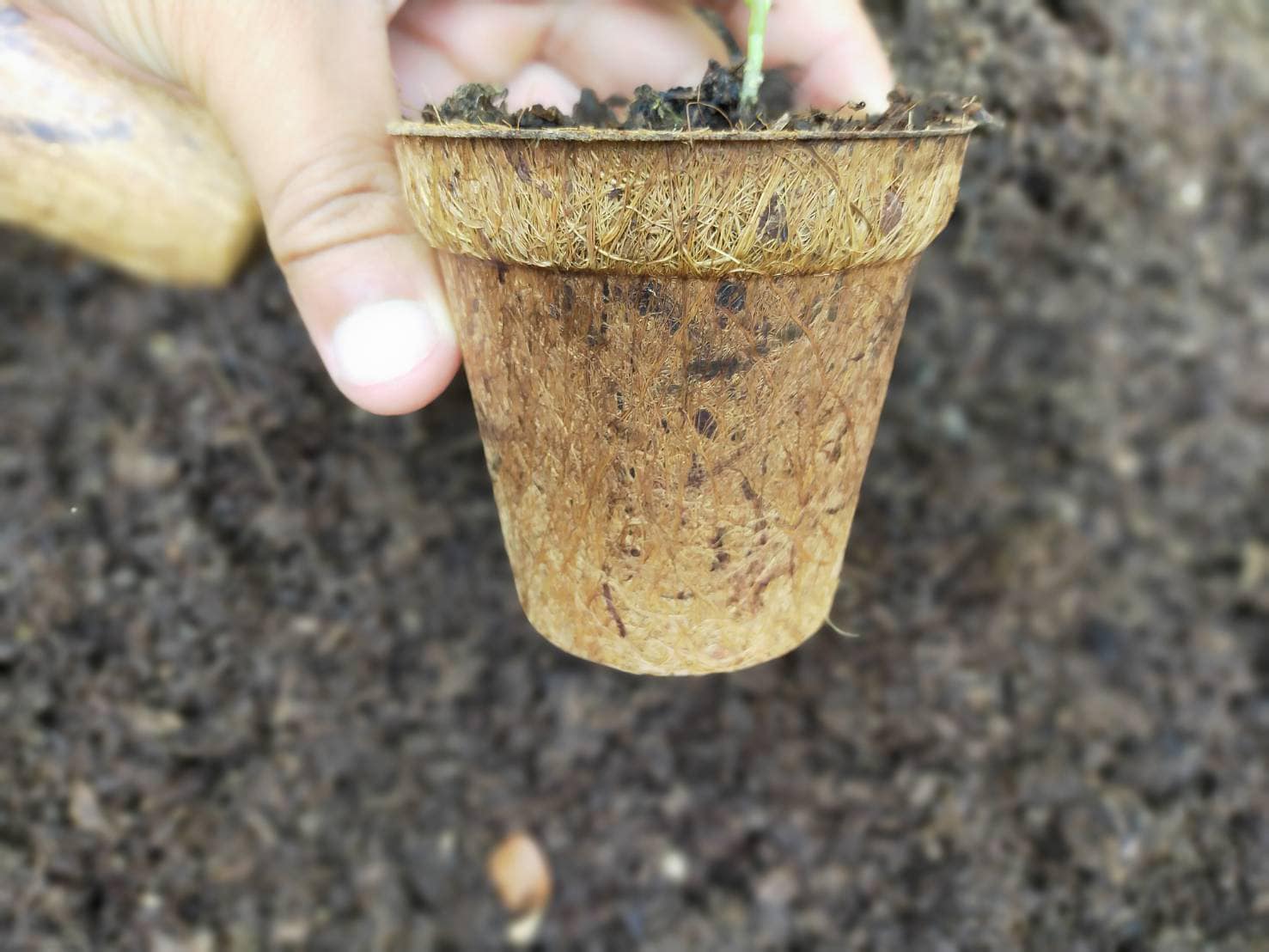 Biodegradable seed starter pots – Biodegradable and Compostable Pots