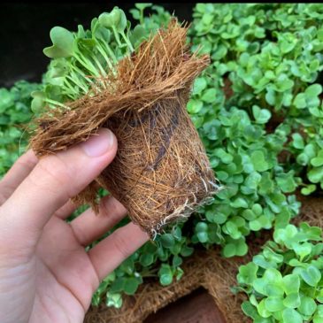 Biodegradable and Compostable Pots – Biodegradable seed starter pots ...