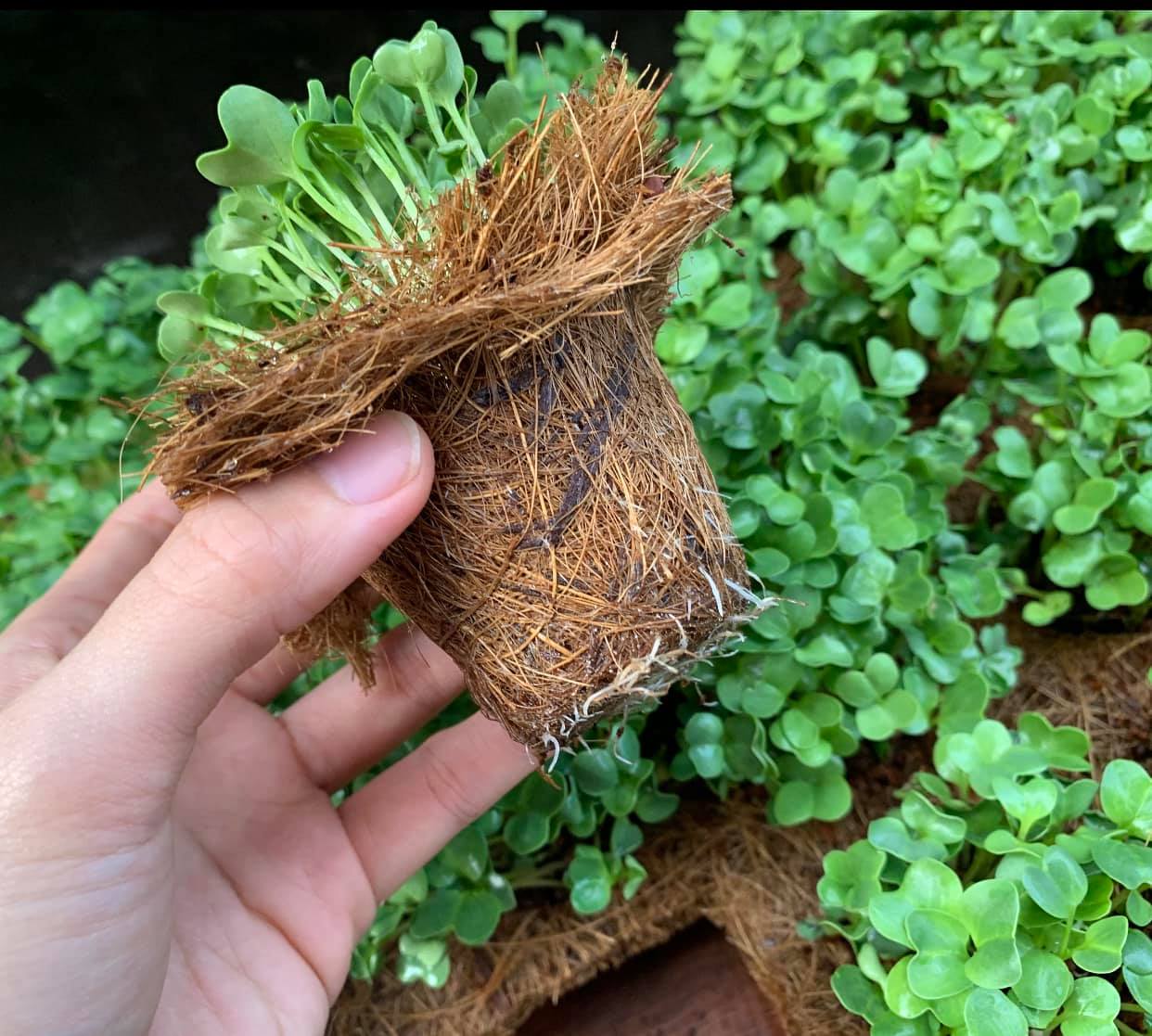 Biodegradable seed trays – Biodegradable and Compostable Pots