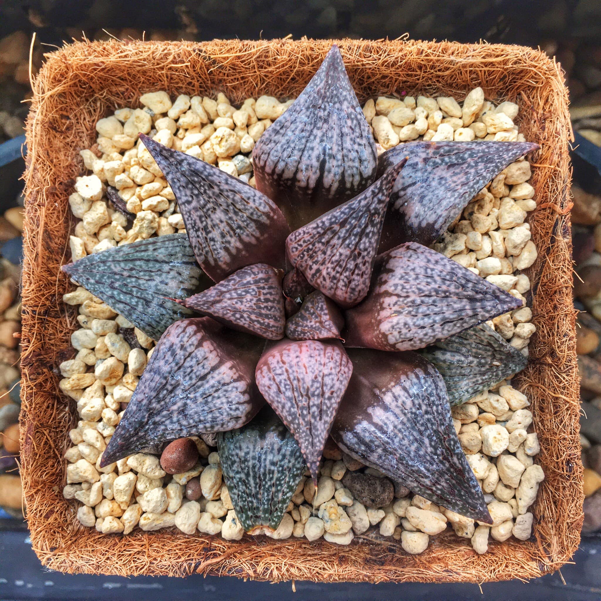 Biodegradable succulent pots – Biodegradable and Compostable Pots