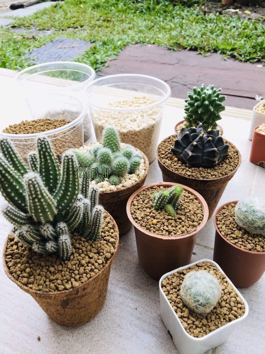Succulent pots for sale – Biodegradable and Compostable Pots