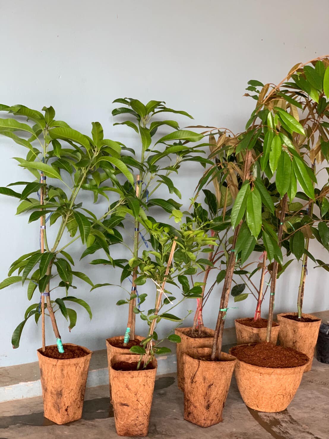 Forestry tube tree pots – Biodegradable and Compostable Pots