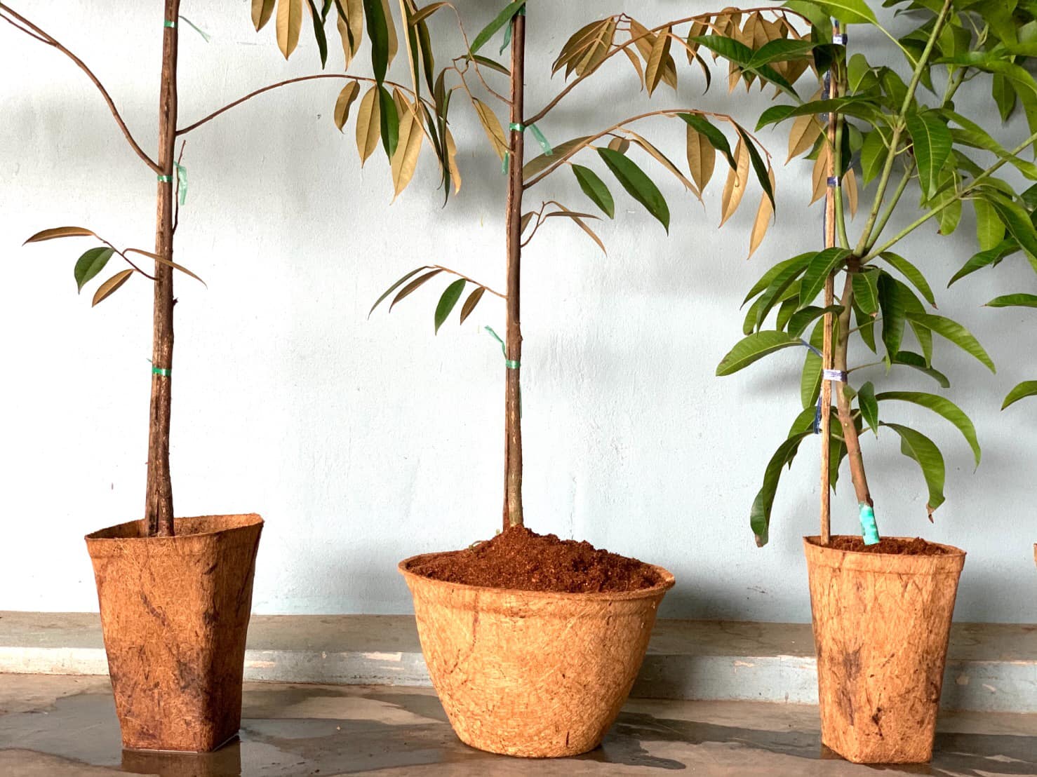 Forestry tube tree pots – Biodegradable and Compostable Pots
