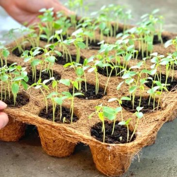 Biodegradable and Compostable Pots – Biodegradable seed starter pots ...