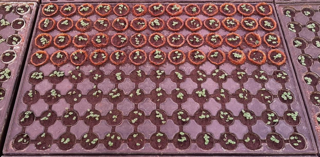 Hydroponics Net Pots (Organic & Biodegradable) – Biodegradable and ...