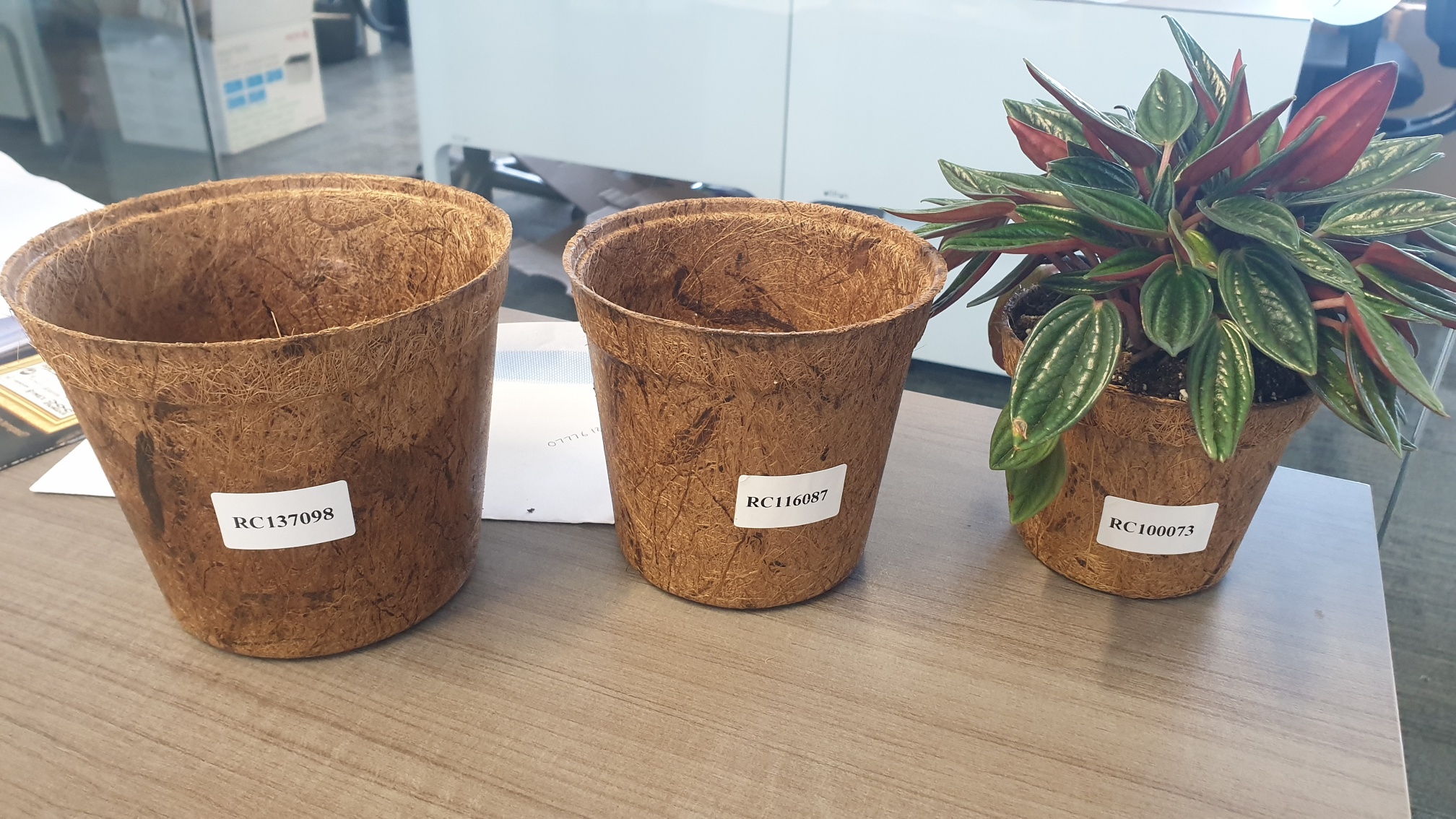 Replanting pot plants – Biodegradable and Compostable Pots
