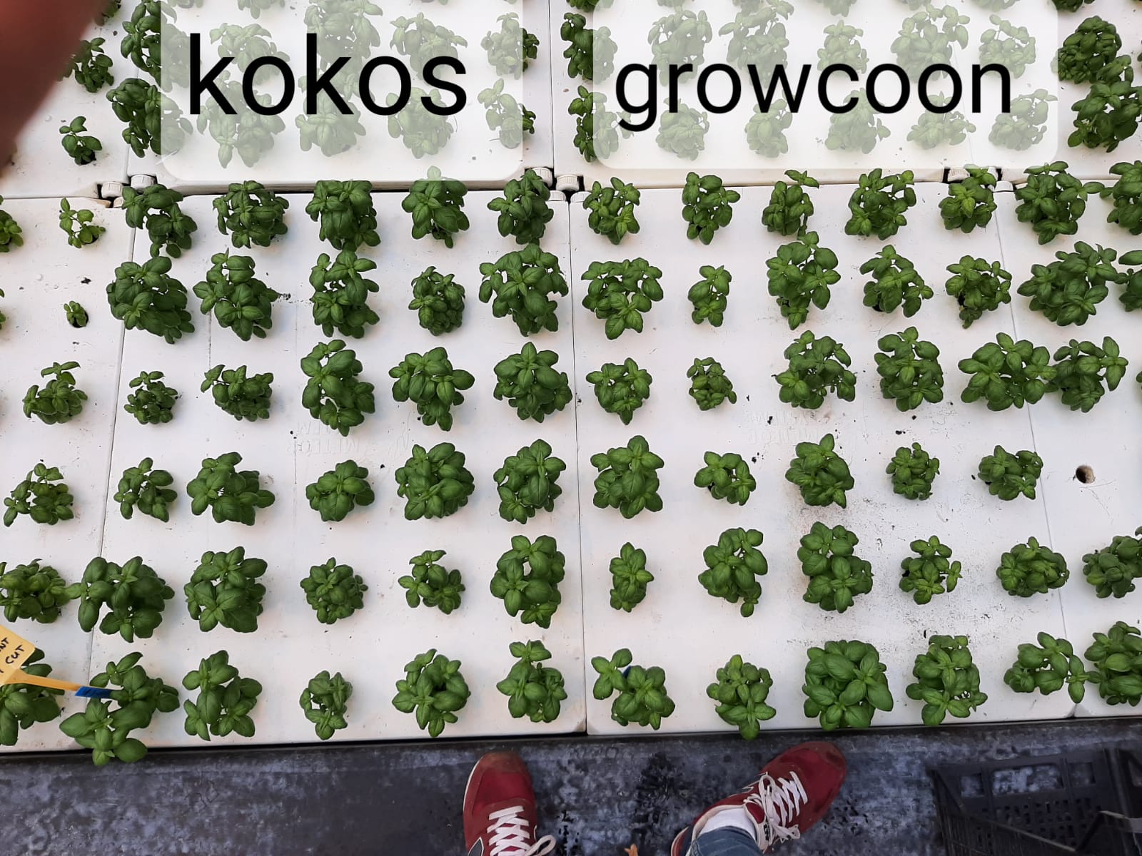 Organic Natural Hydro Hydroponics Grow Pots Biodegradable And